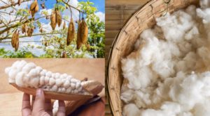 Pengertian Serat Alam (TUMBUHAN, HEWAN) dan Sintetis, Lengkap!