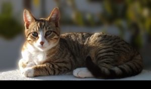 101 Jenis Kucing dari Seluruh Dunia & Harganya Lengkap