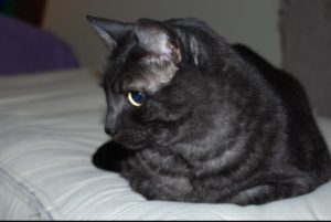 101 Jenis Kucing dari Seluruh Dunia & Harganya Lengkap