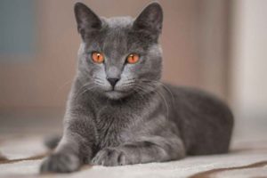 101 Jenis Kucing dari Seluruh Dunia & Harganya Lengkap