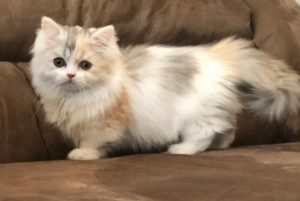 101 Jenis Kucing dari Seluruh Dunia & Harganya Lengkap