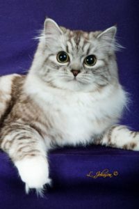 101 Jenis Kucing dari Seluruh Dunia & Harganya Lengkap