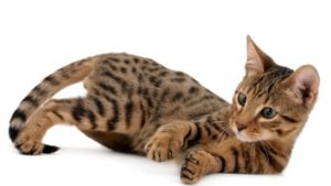 101 Jenis Kucing dari Seluruh Dunia & Harganya Lengkap