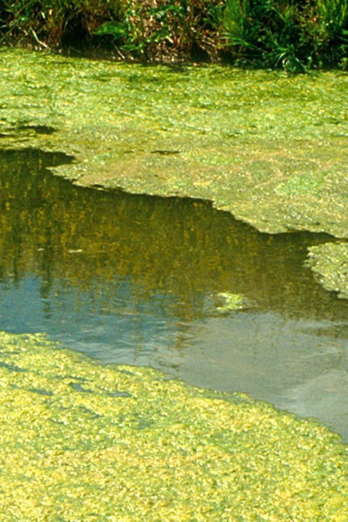 20 Jenis Sampah: Nama, Penjelasan & Contohnya