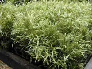 25 Jenis Bambu di Indonesia Beserta Gambar & Ciri-Cirinya