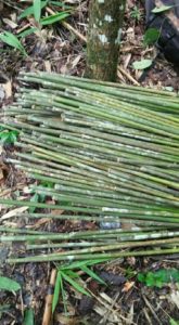 25 Jenis Bambu di Indonesia Beserta Gambar & Ciri-Cirinya