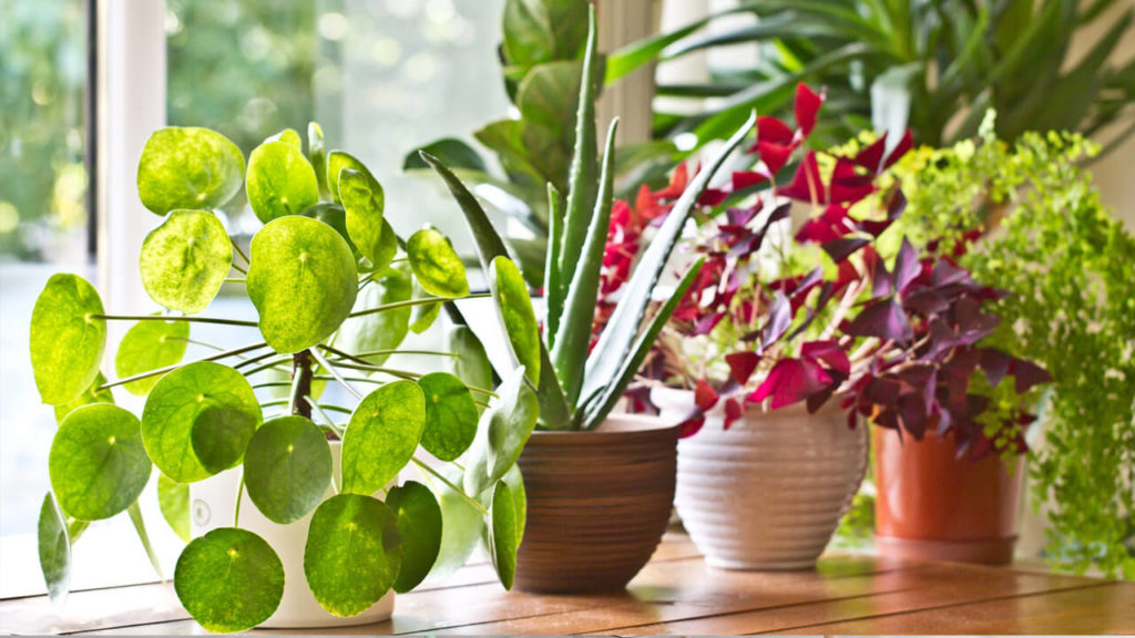 60 Tanaman Hias Indoor untuk Mempercantik Ruangan Rumah
